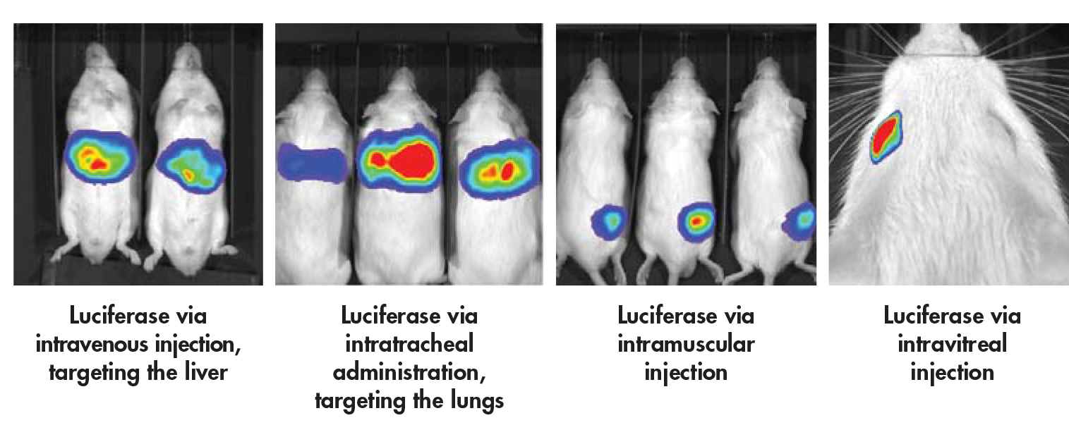 Gene therapy PK/PD | Biomere